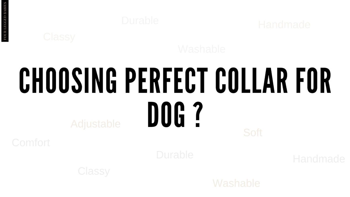 Choosing Perfect Collar For Dog | Luxury dog collars – FourLeggedBabies